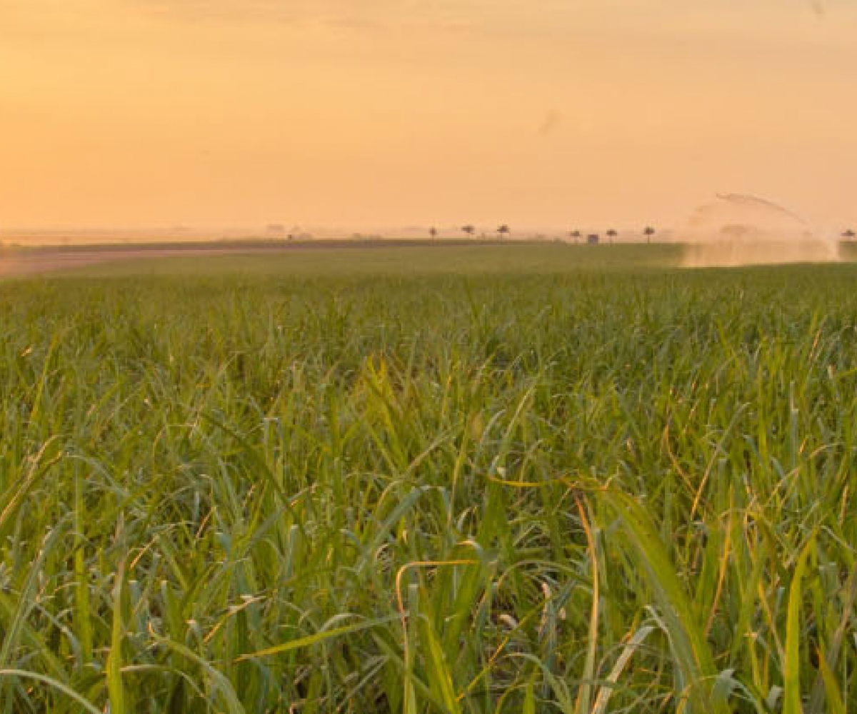 Hansa Melasse | Sugar Cane Molasses